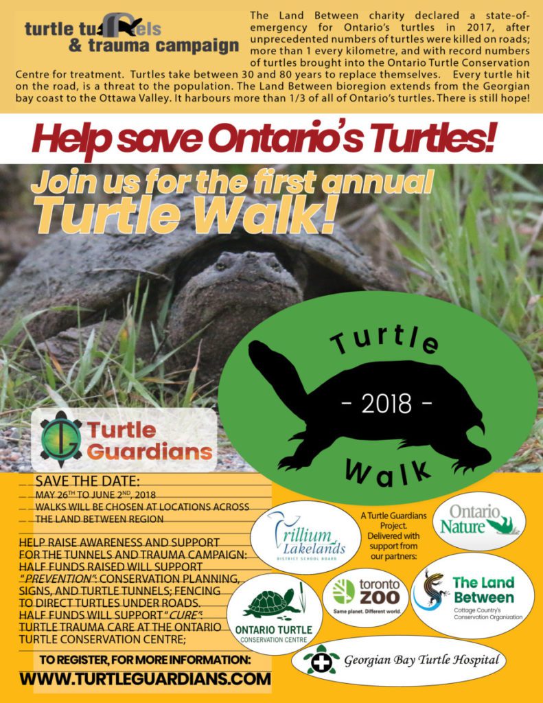 turtle walk poster 2018