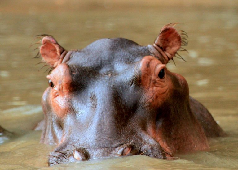 HIPPO: The Greatest Threat to Biodiversity