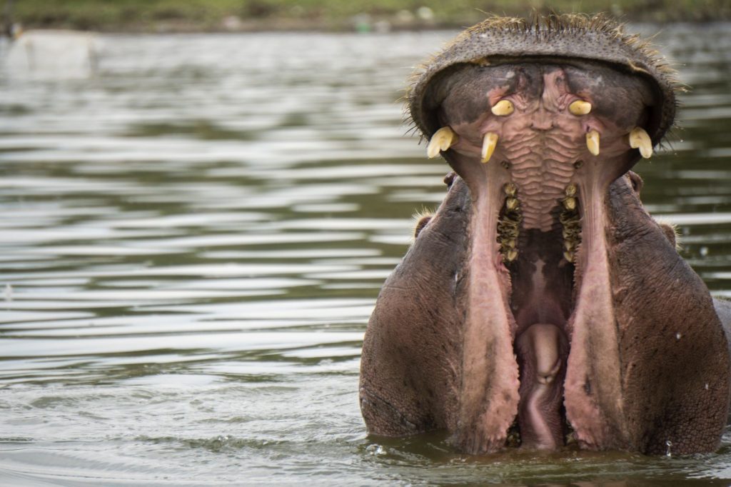 HIPPO: The Greatest Threat to Biodiversity