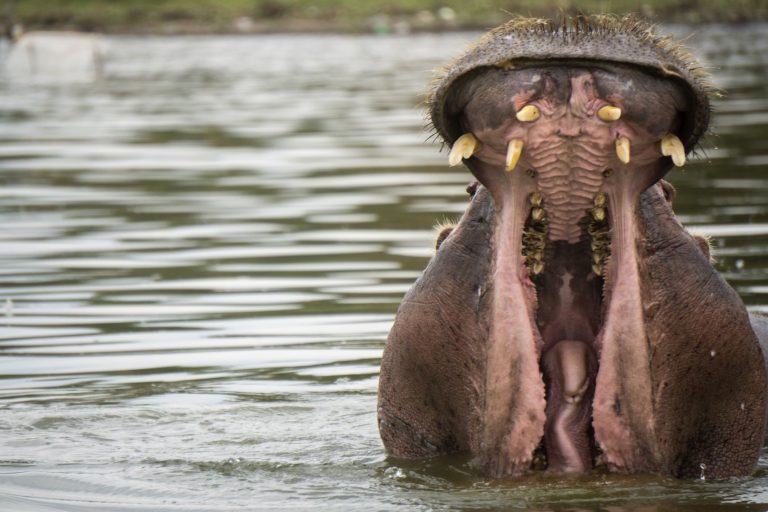 HIPPO: The Greatest Threat to Biodiversity