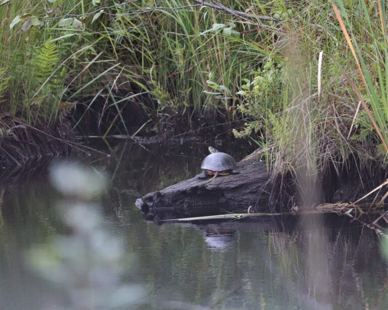 What the Phrag?! All You Need to Know About Invasive Phragmites