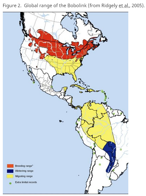 Bobolink – Species At Risk in the Land Between