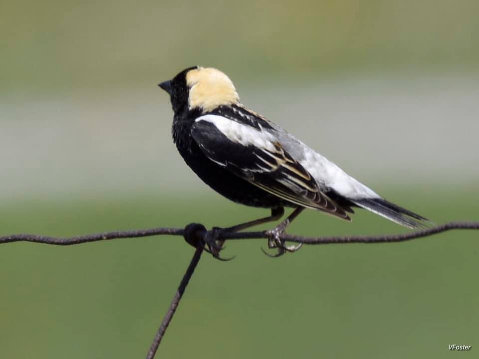 Bobolink Habitat