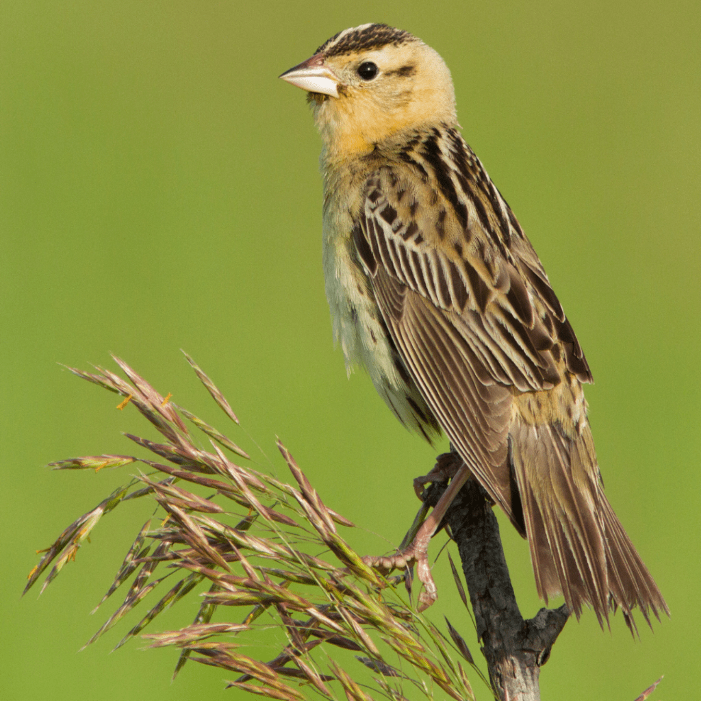 Bobolink – Species At Risk in the Land Between