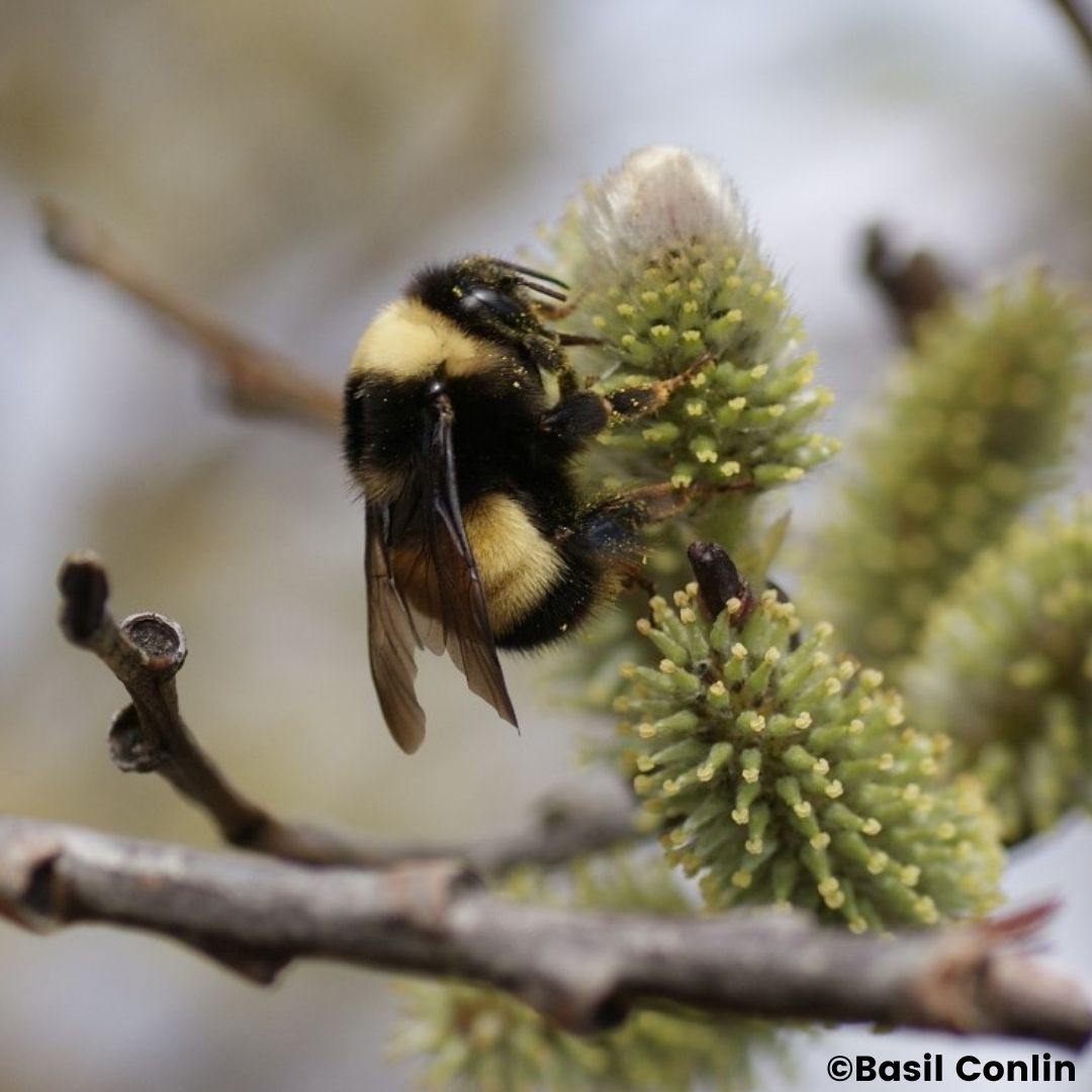 Yellow-Banded Bumble Bee – Species At Risk in the Land Between