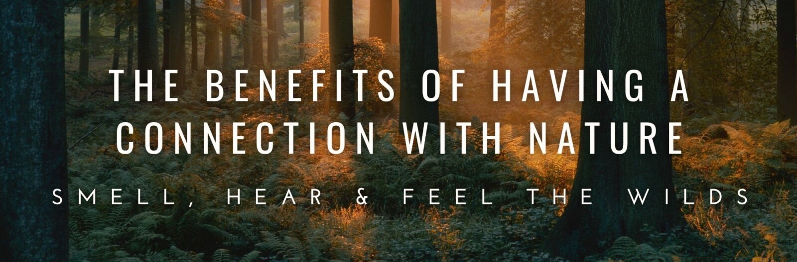 The Benefits of Having a Connection With Nature