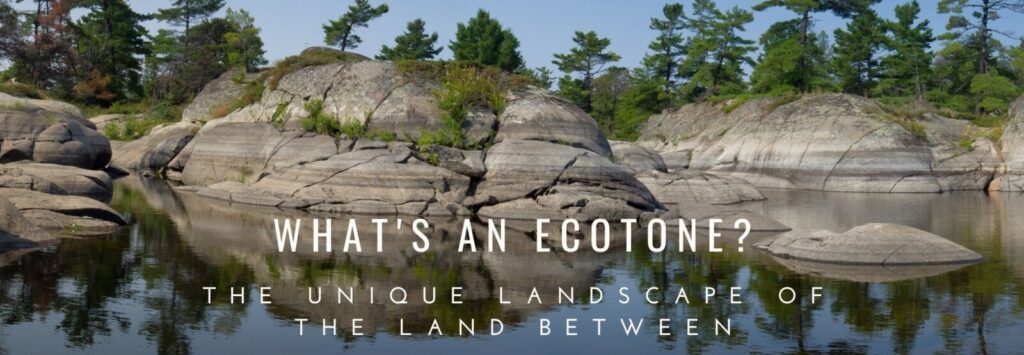 What’s an “Ecotone”?