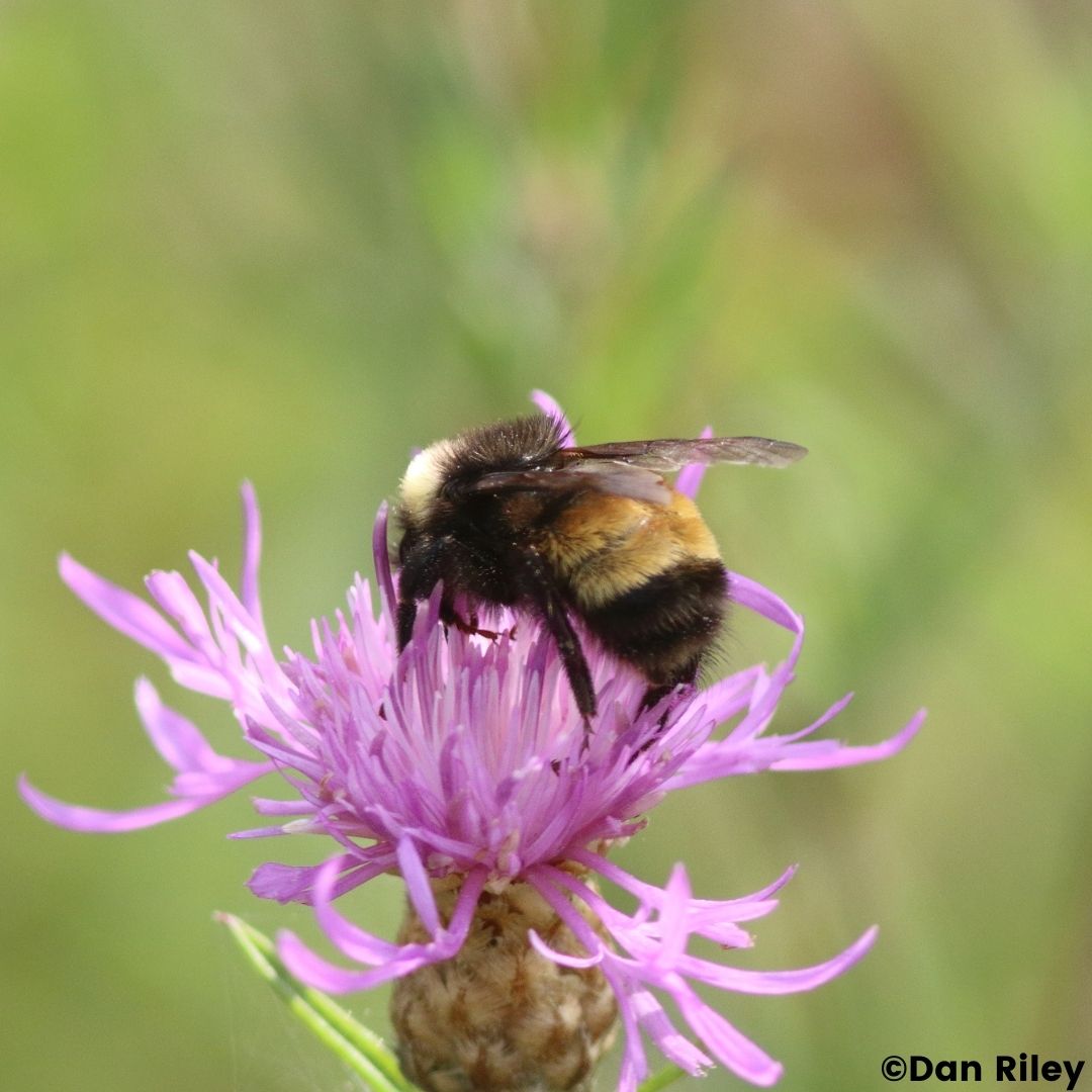 Yellow-Banded Bumble Bee – Species At Risk in the Land Between