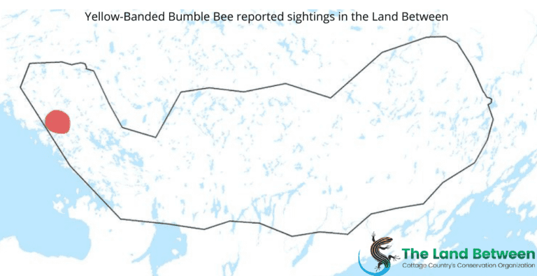 Yellow-Banded Bumble Bee – Species At Risk in the Land Between