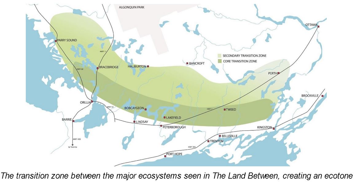 What’s an “Ecotone”?