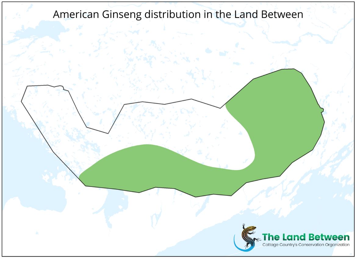 American Ginseng – Species At Risk in The Land Between
