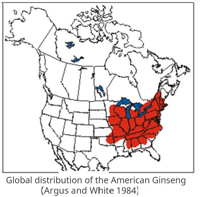 American Ginseng – Species At Risk in The Land Between