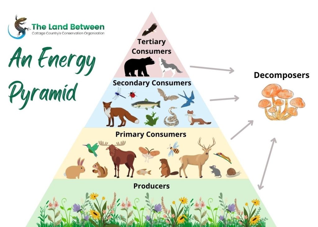 Nature and Biodiversity- Living in the land between