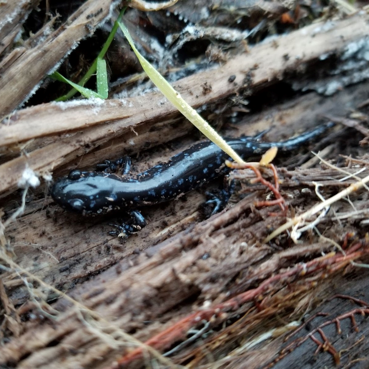 Backyard BioBlitz-Trees