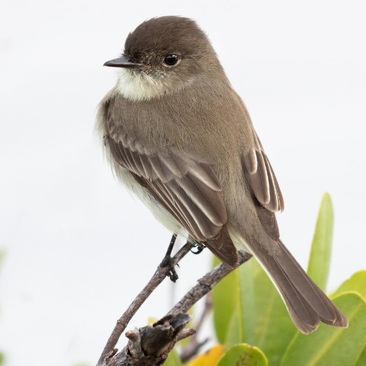 Backyard BioBlitz-Birds
