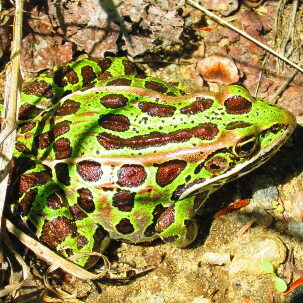 Backyard BioBlitz-Trees