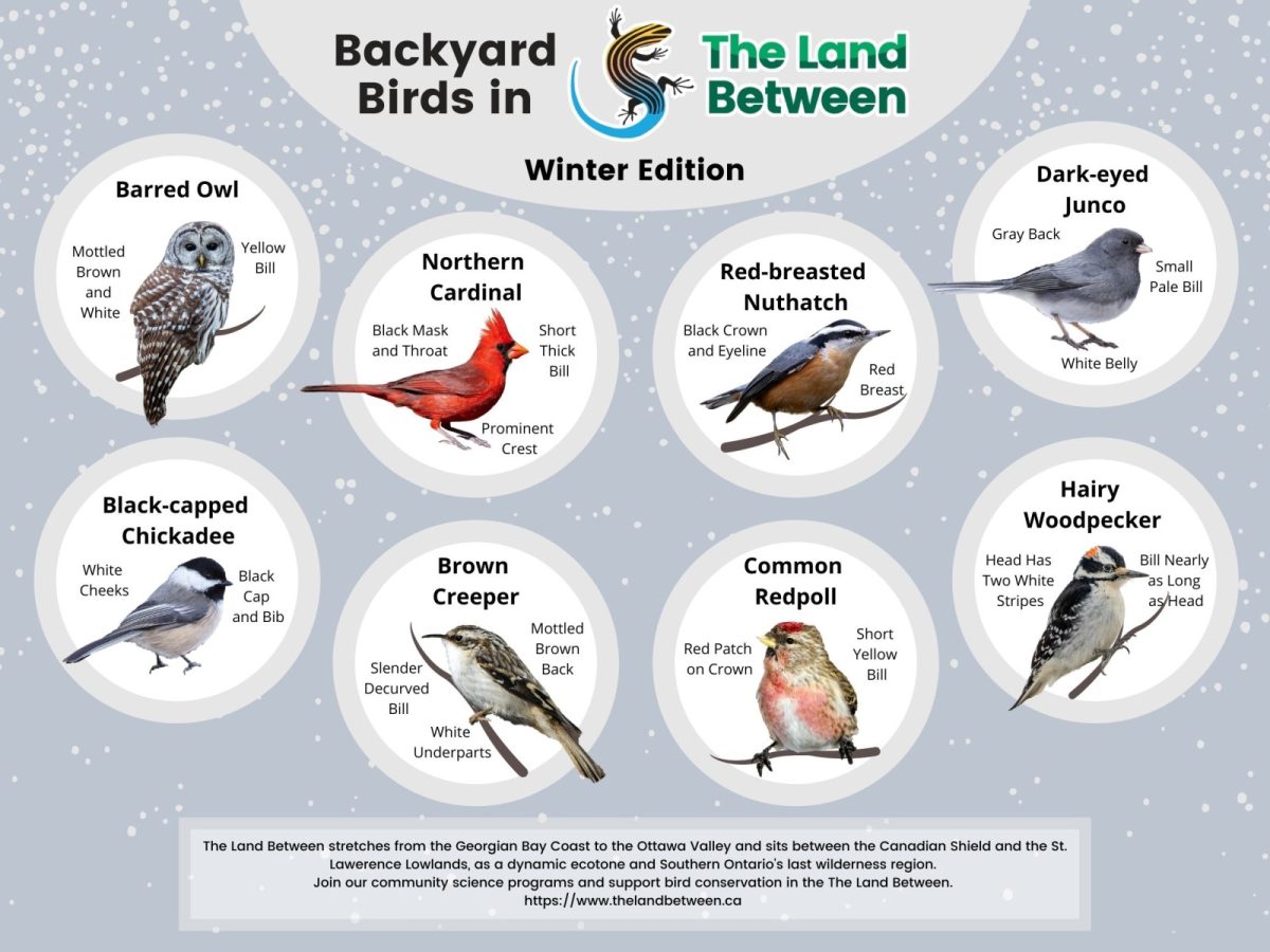 Birding Resources