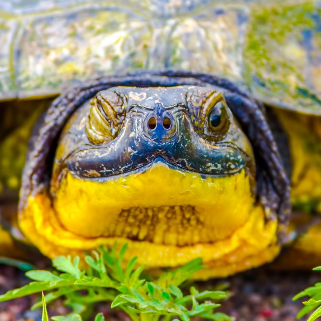 Backyard BioBlitz Homepage