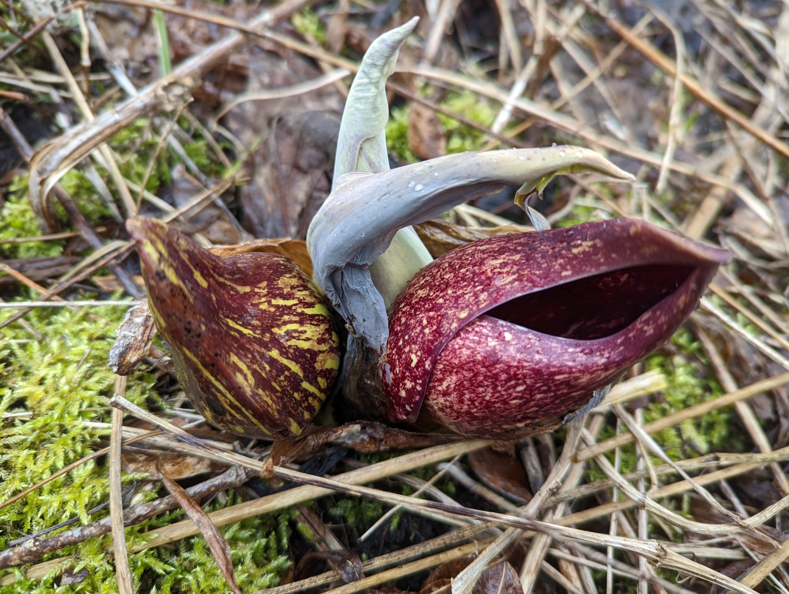 Backyard BioBlitz- Wildflowers