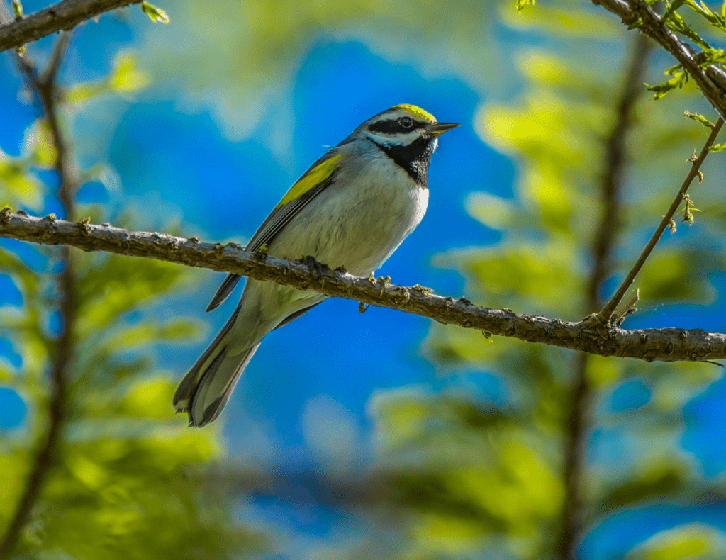 Golden-winged Warbler- Species At Risk in The Land Between