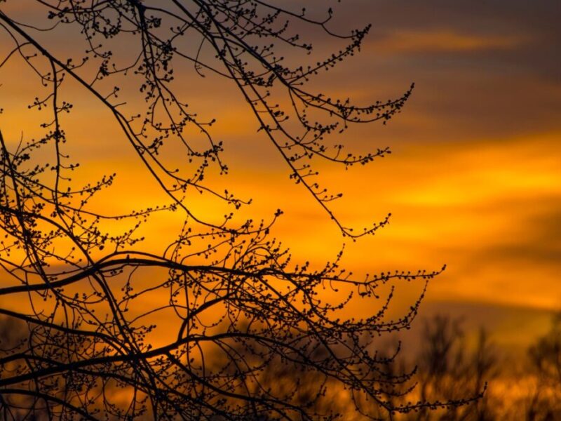 The Birds and the Bees (and Don’t Forget the Trees!): The Effect of ...