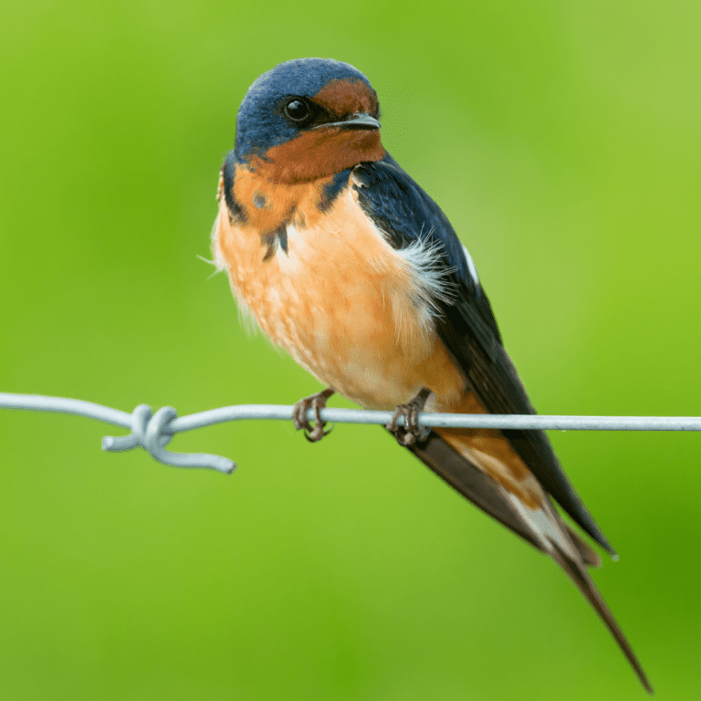 Barn Swallow- Species At Risk in The Land Between