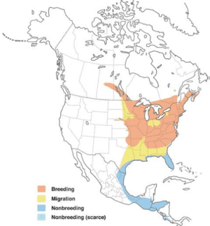 Eastern Whip-poor-will- Species At Risk in The Land Between