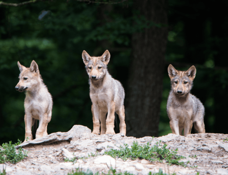 Eastern Wolf- Species At Risk in The Land Between