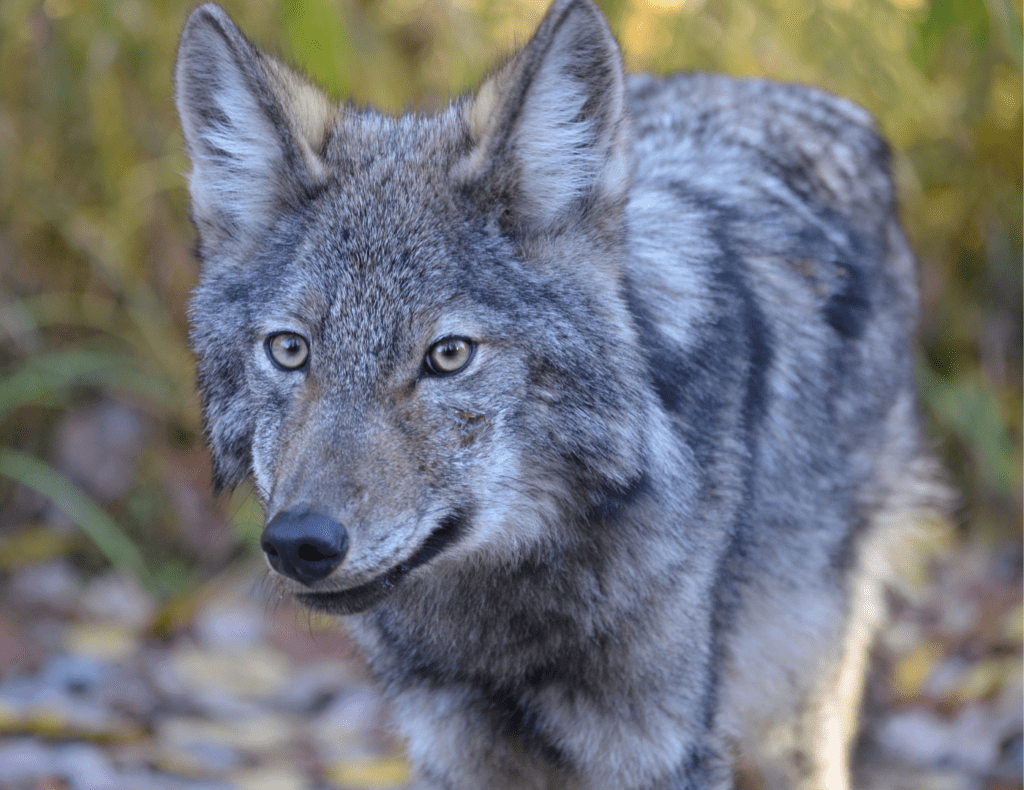 Eastern Wolf- Species At Risk in The Land Between