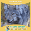 Eastern Wolf- Species At Risk in The Land Between