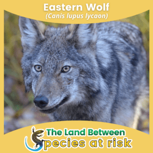 Eastern Wolf- Species At Risk in The Land Between