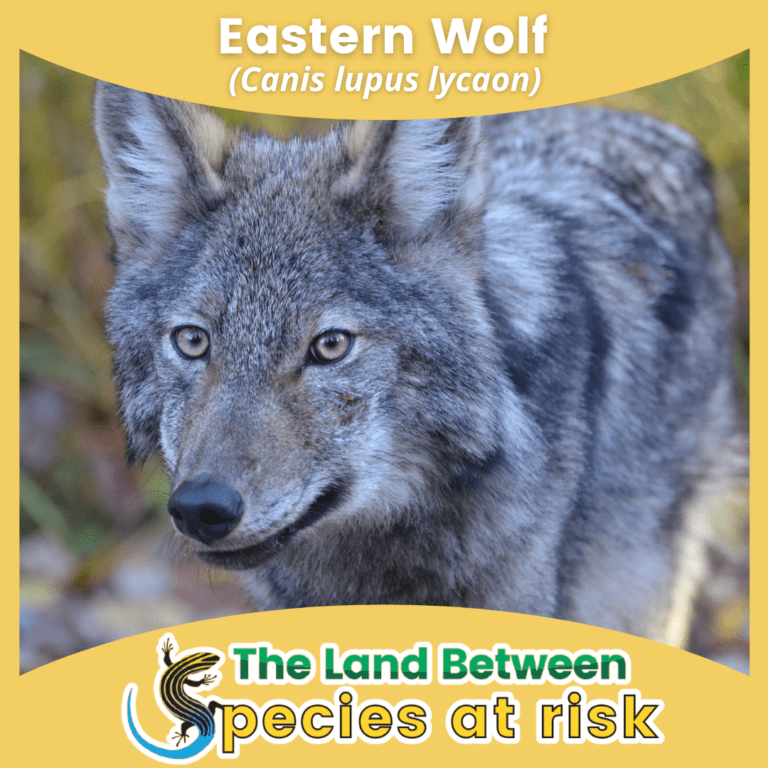 Eastern Wolf- Species At Risk in The Land Between