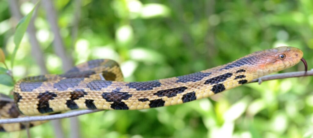 Eastern Foxsnake- Species At Risk in The Land Between
