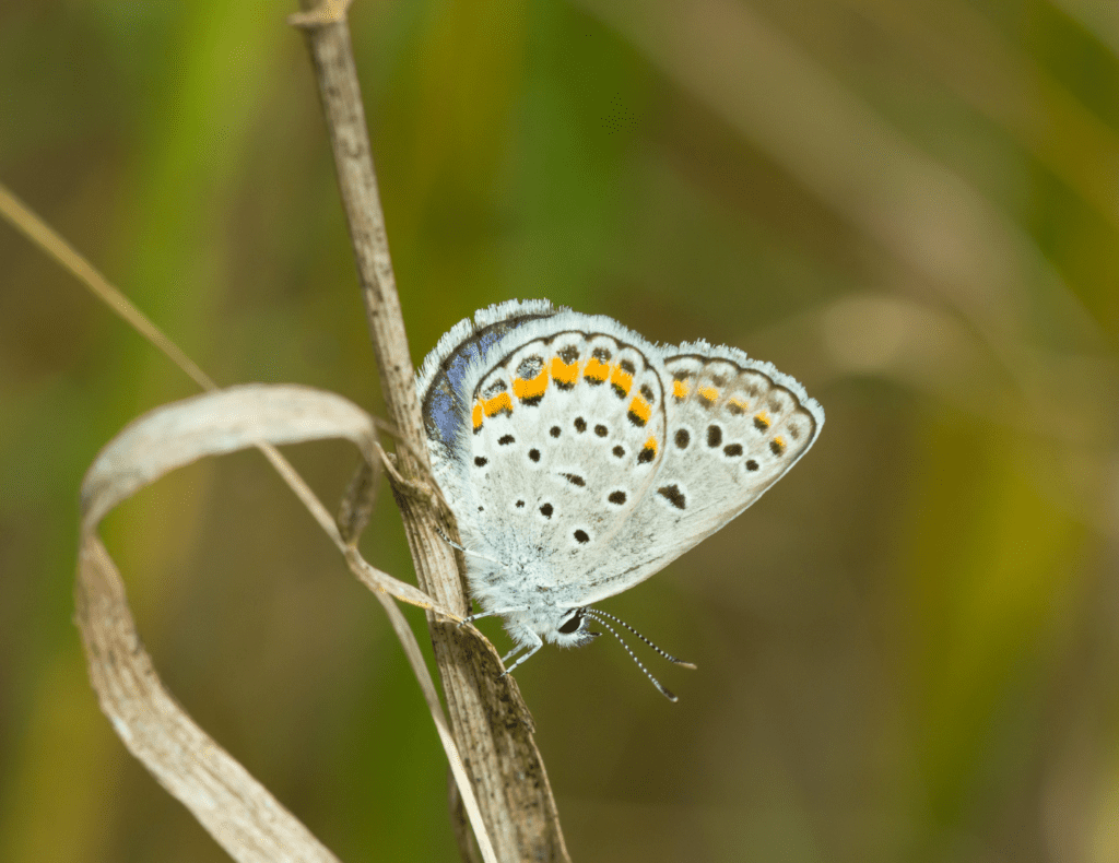 Karner Blue- Species At Risk in The Land Between