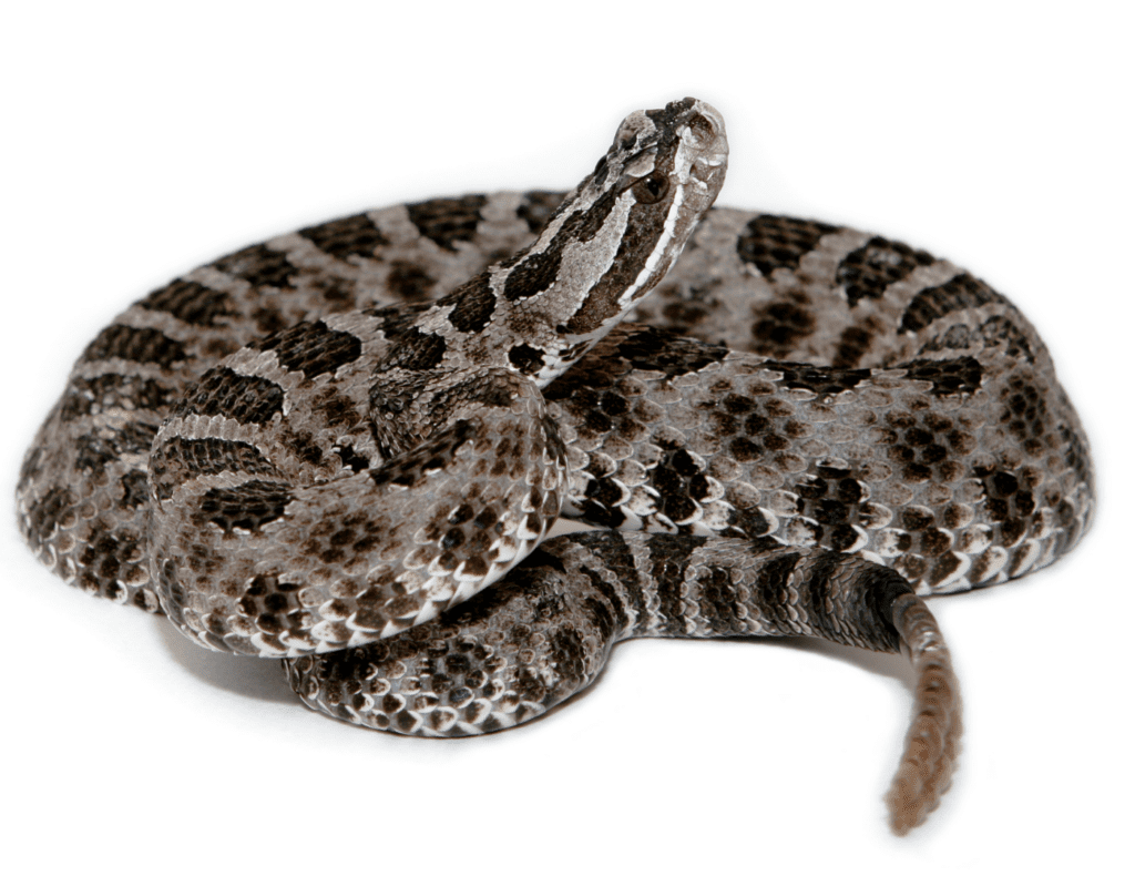 Massasauga Rattlesnake- Species At Risk in The Land Between