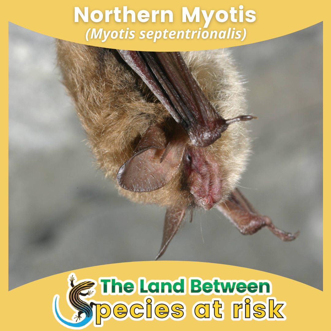 Northern Myotis- Species At Risk in The Land Between