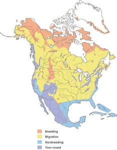 Peregrine Falcon- Species At Risk in The Land Between