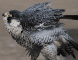 Peregrine Falcon- Species At Risk in The Land Between