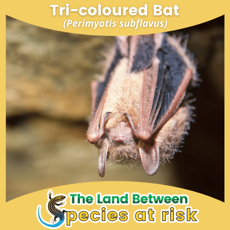 Tri-coloured Bat- Species At Risk in The Land Between