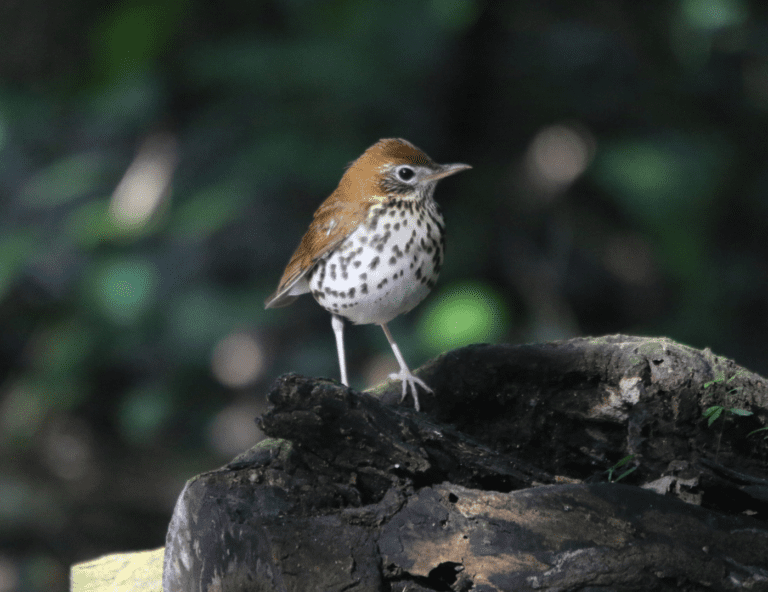 Wood Thrush- Species At Risk in The Land Between