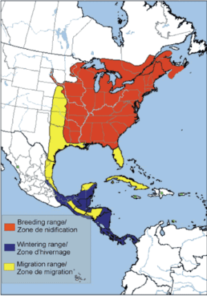 Wood Thrush- Species At Risk in The Land Between