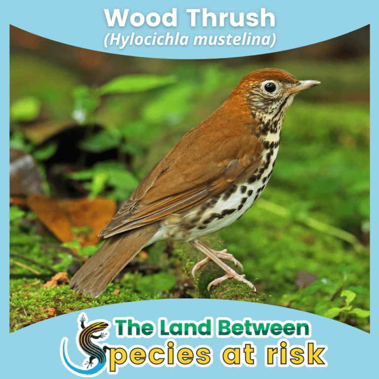 Wood Thrush- Species At Risk in The Land Between