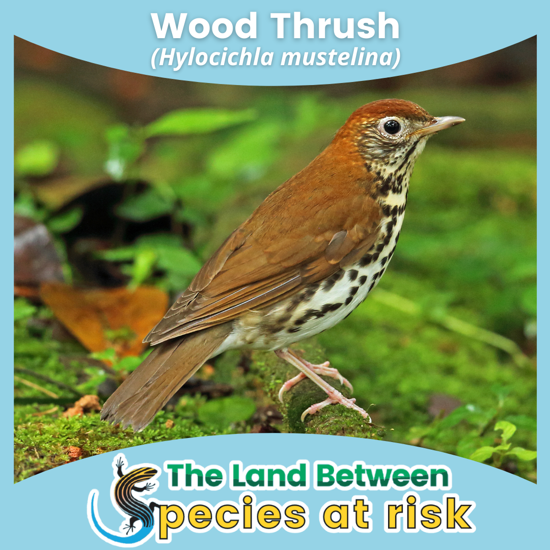 Wood Thrush- Species At Risk in The Land Between