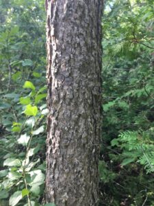 Black Ash- Species At Risk in The Land Between