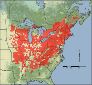Butternut- Species At Risk in The Land Between