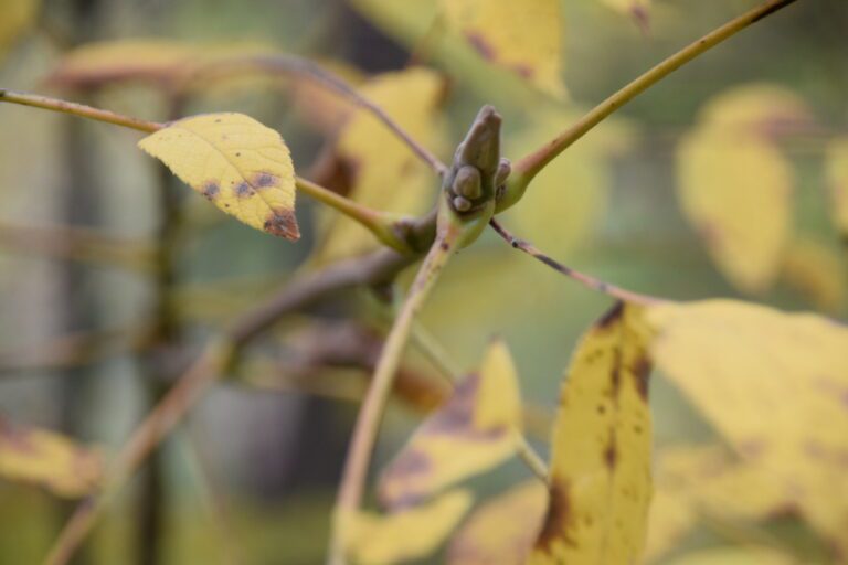 Butternut- Species At Risk in The Land Between