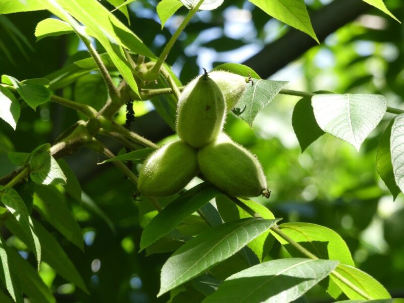 Butternut- Species At Risk in The Land Between