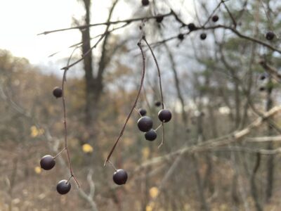 Dwarf Hackberry- Species At Risk in The Land Between