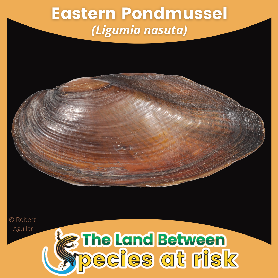 Eastern Pondmussel- Species At Risk in The Land Between