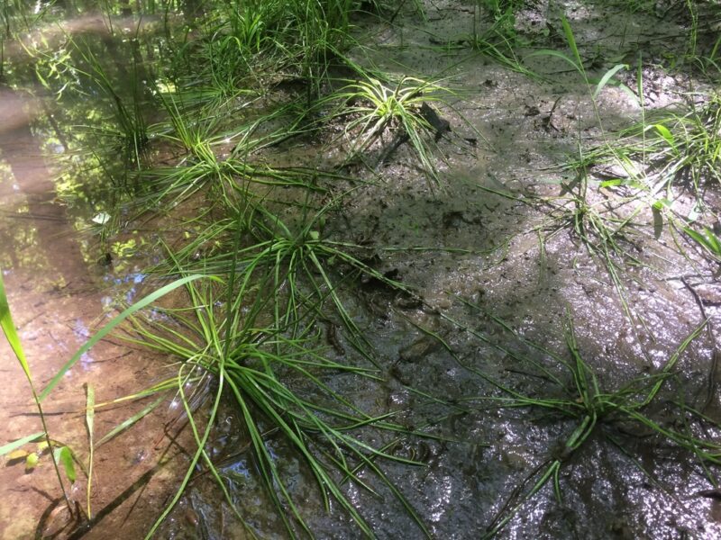 Engelmann’s Quillwort- Species At Risk in The Land Between